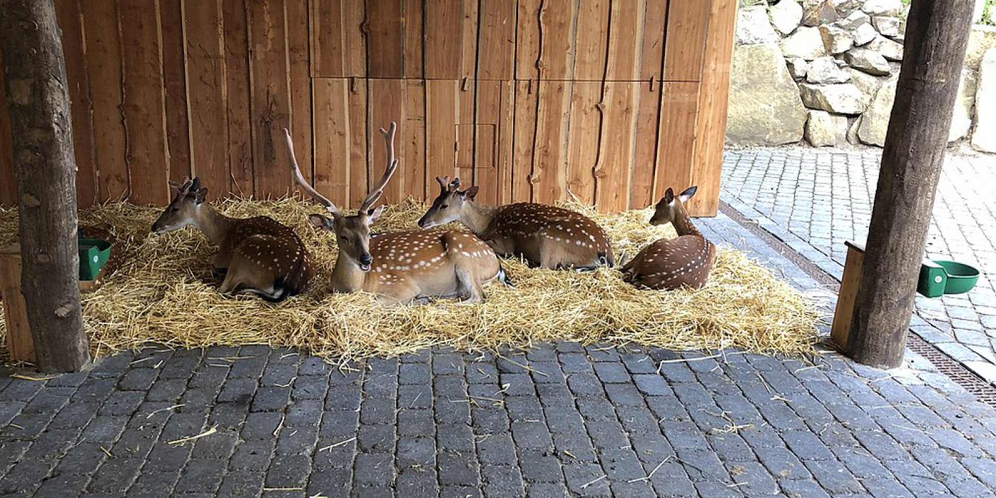 Plastic Water Trough for Zoo Animals | Sustainable Suevia Waterers ...