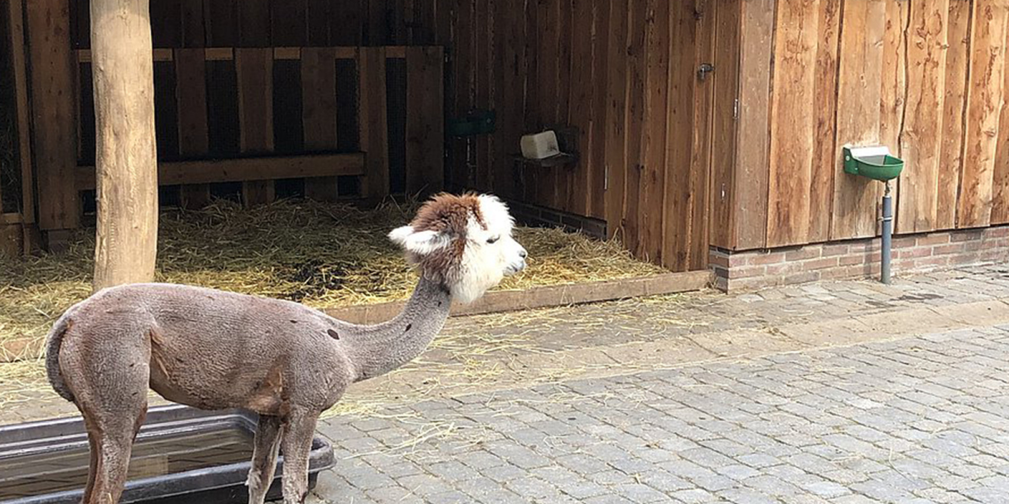 Automatic Waterer | Alpacas, Deer & Zoo Animals | Agriclé