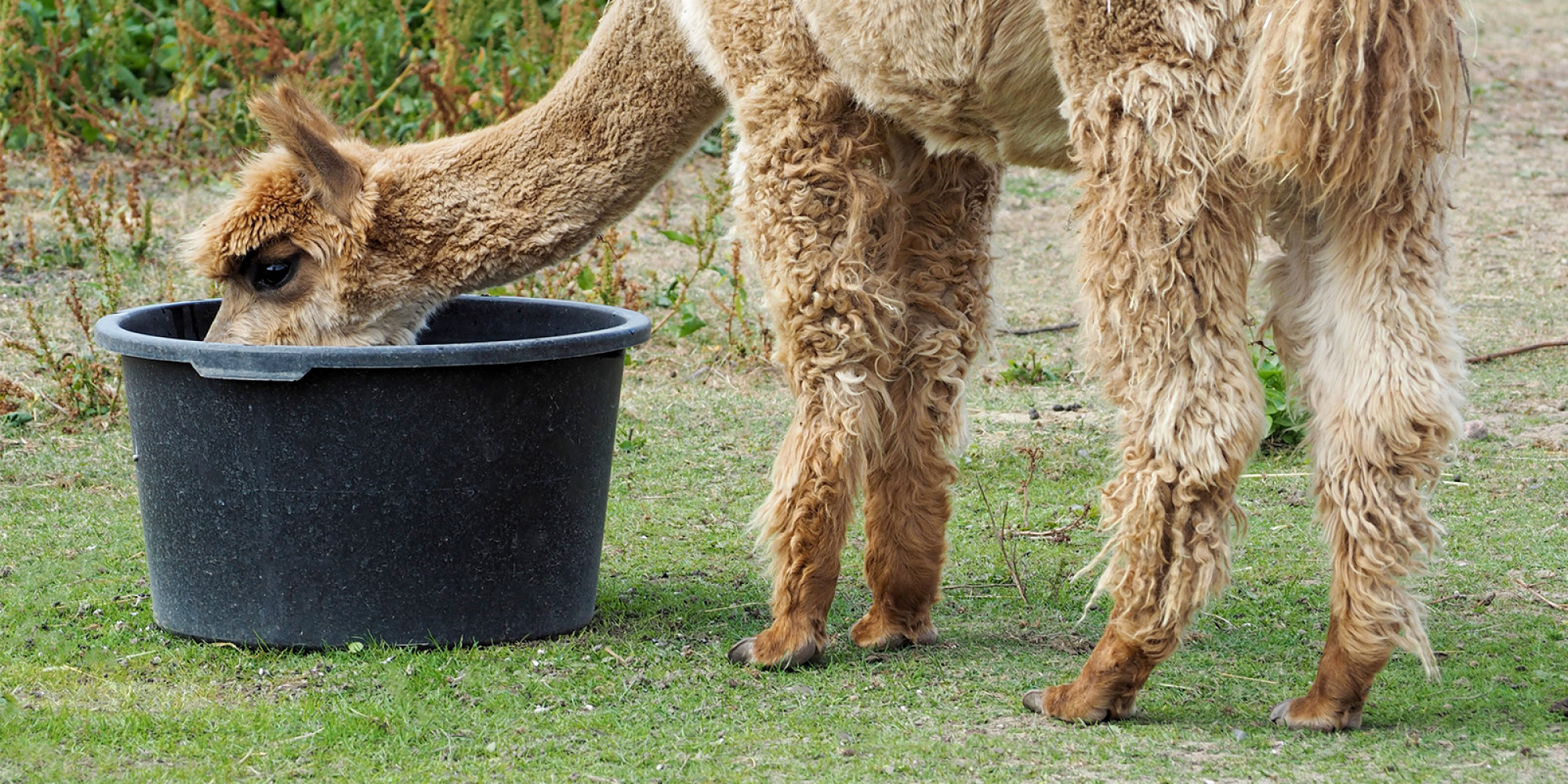 Professional Grade Feeding Buckets | For Alpaca & Deer | Agriclé | Agriclé