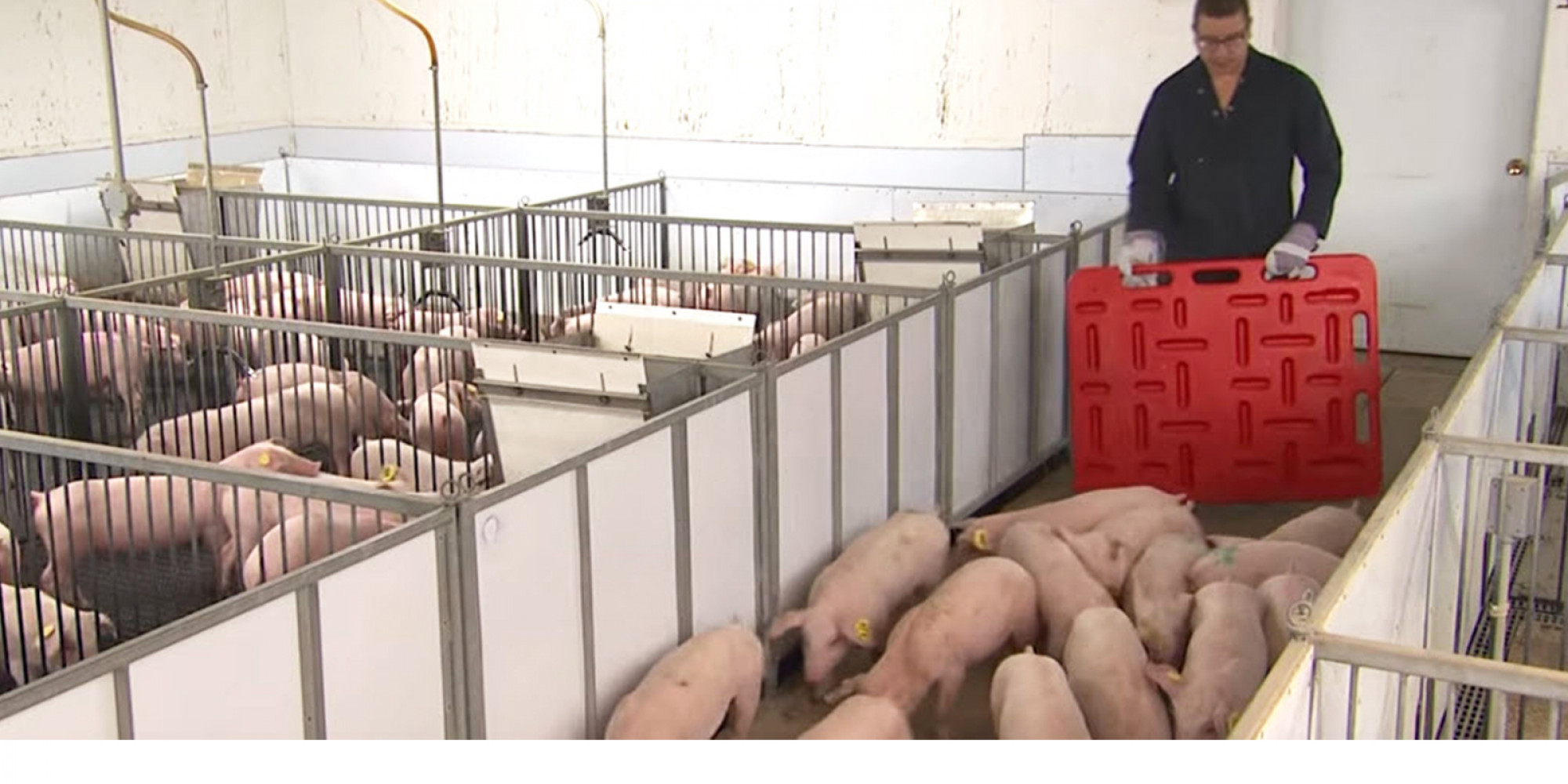 Large Selection of Pig & Swine Handling Equipment | Agriclé