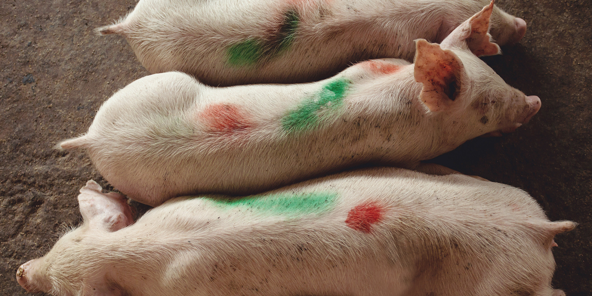 Full range of Swine Breed Identification & Pig Marking products | Agriclé