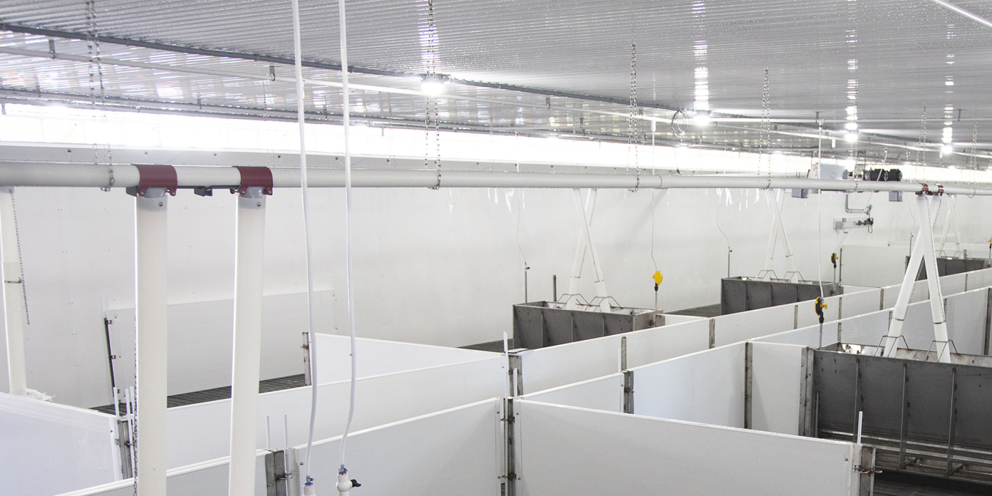 PVC Feeding Pipe - Pig Farming Equipment - Agriclé | Agriclé