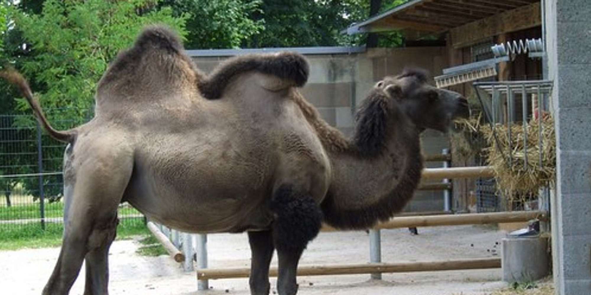 Wall Mounted Hay Rack | For Alpacas & Zoo Animals | Agriclé