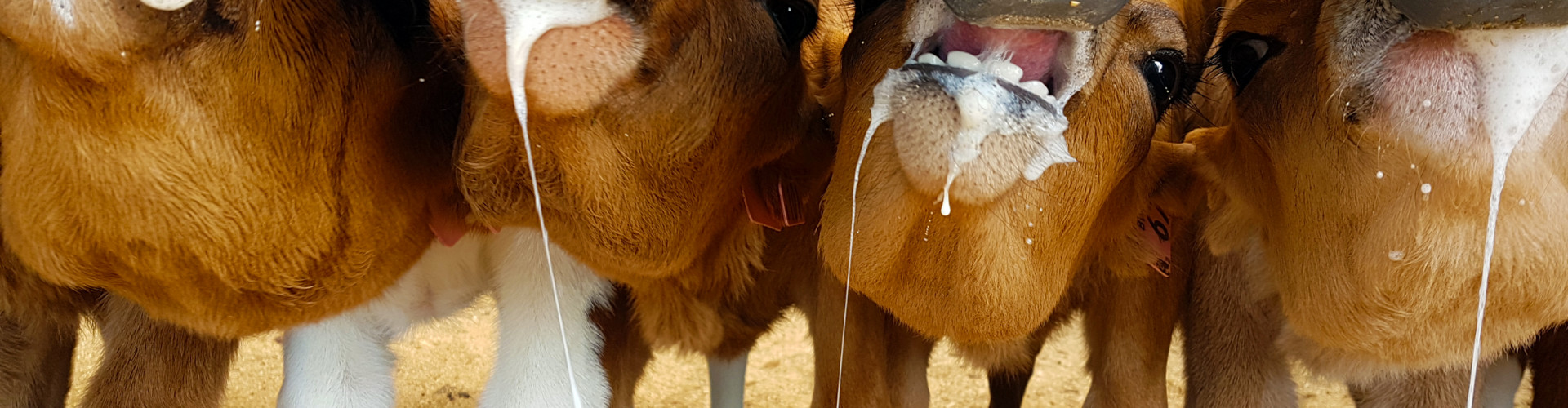 HOW TO NATURALLY SOLVE YOUR CALVES COUGH AND DIARRHEA PROBLEMS - Blog ...