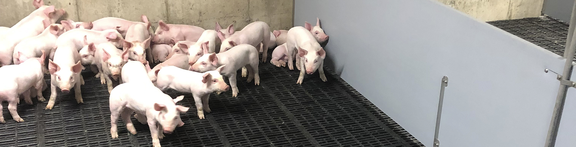 PVC Panels for pig farms - Blogue | Agriclé